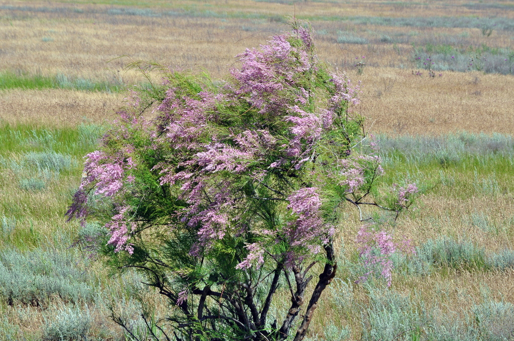 saltcedar (aka tamarisk) (Plants of Rosewood Nature Study Area ...