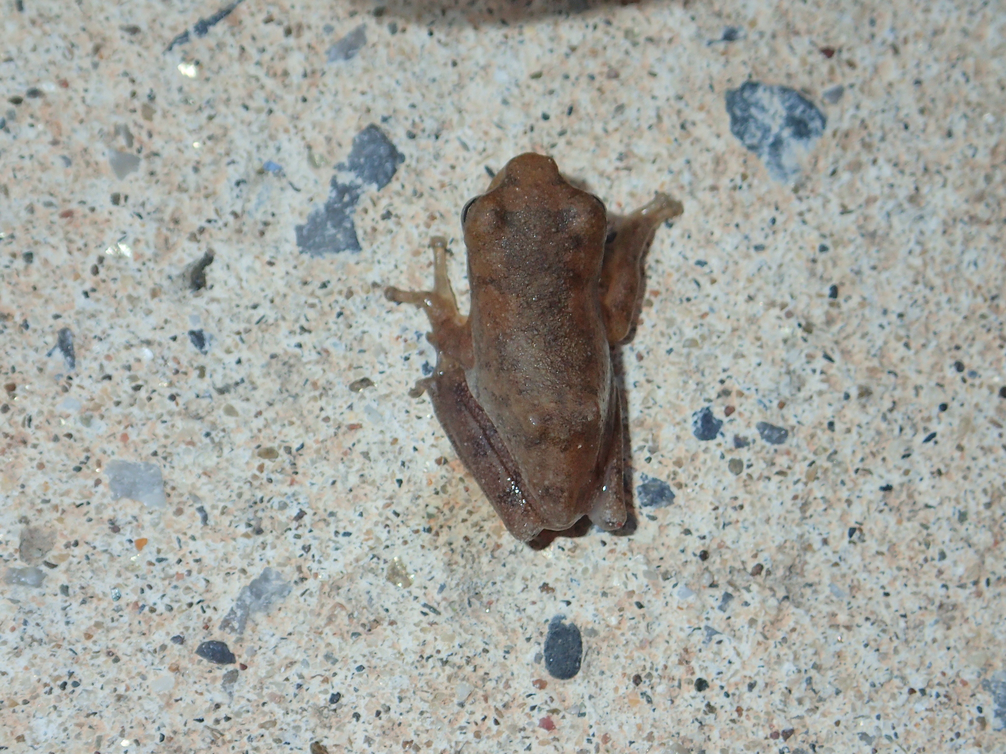 Chiromantis nongkhorensis (Cochran, 1927)