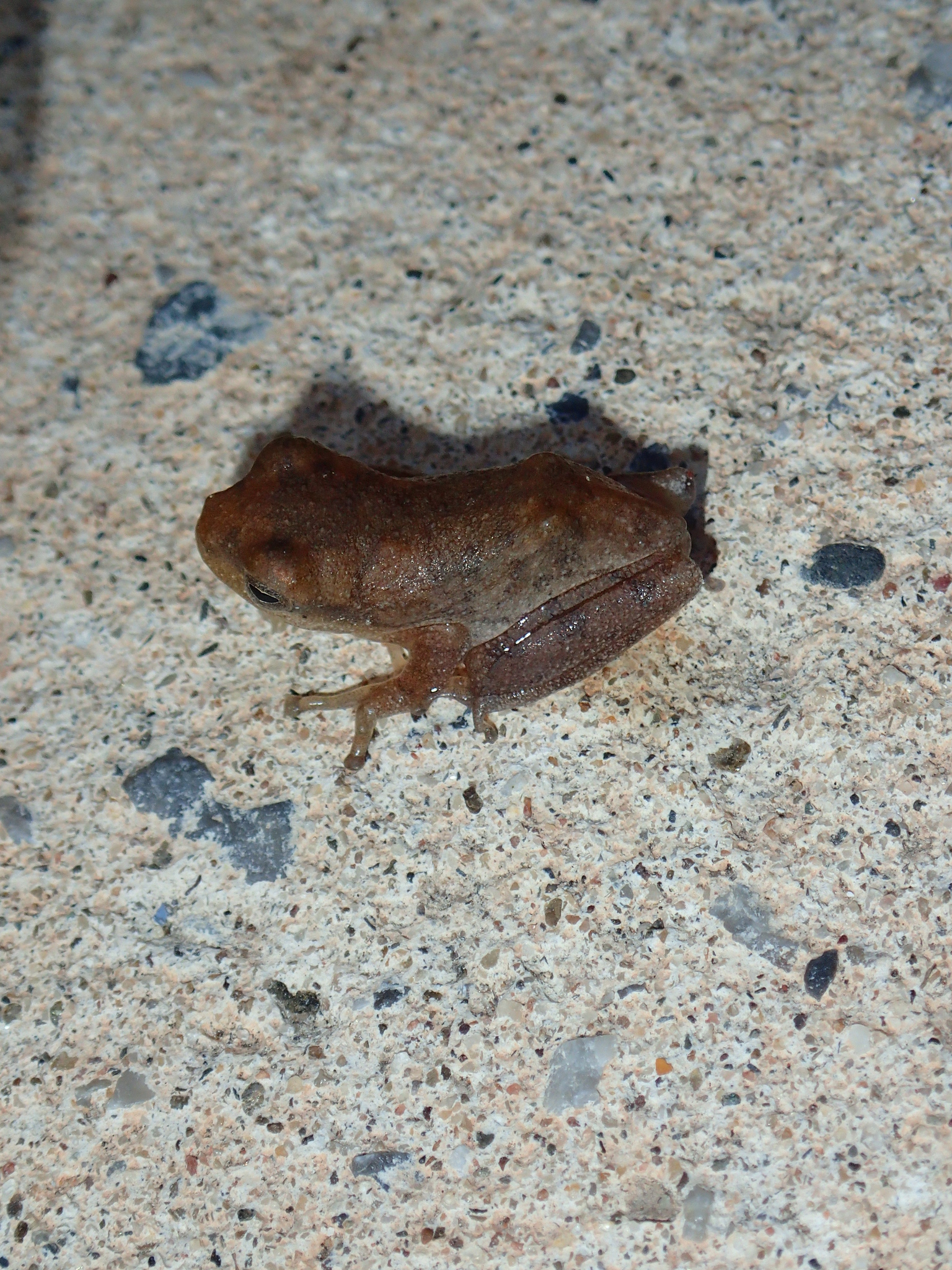 Chiromantis nongkhorensis (Cochran, 1927)