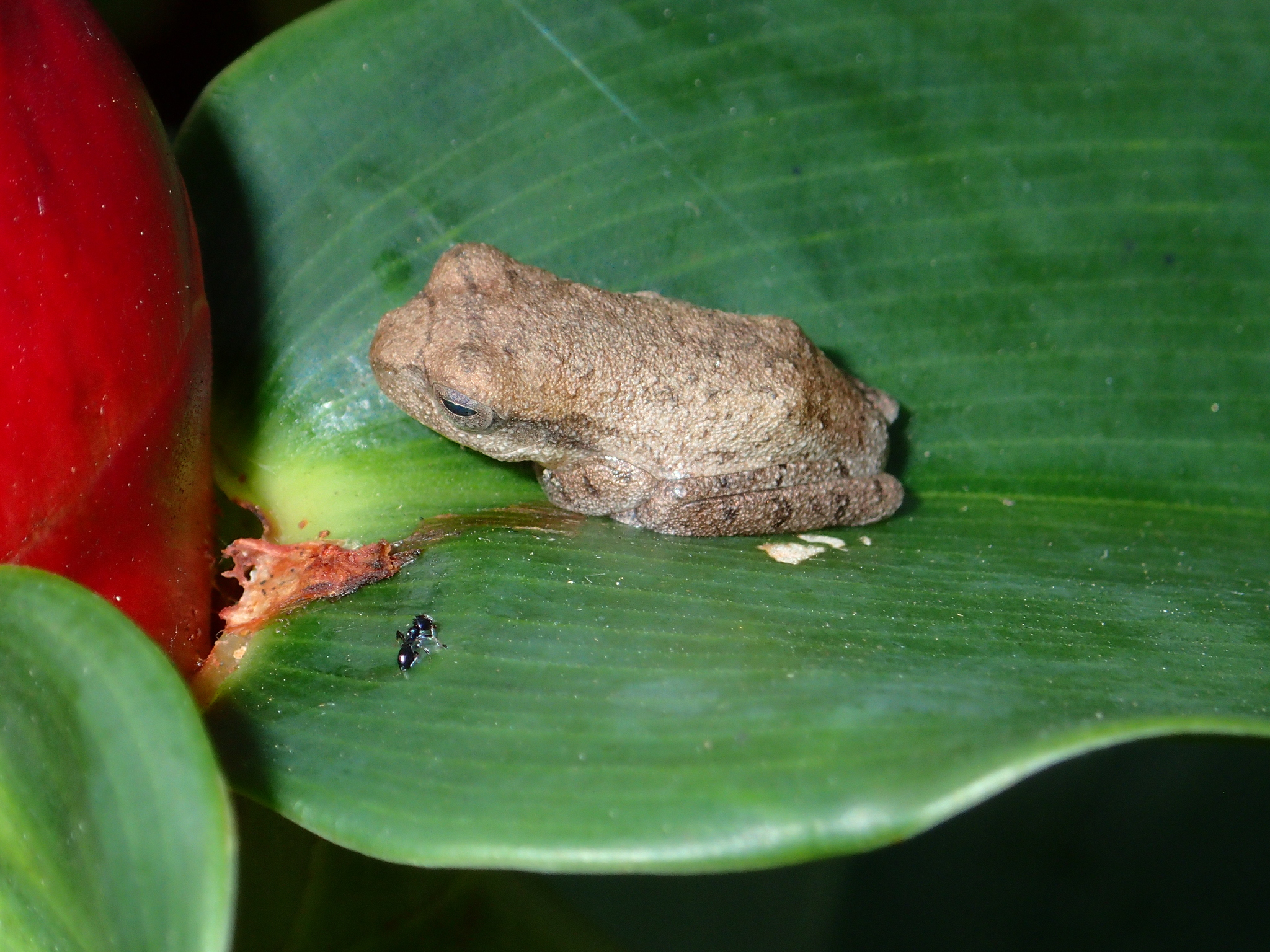 Chiromantis nongkhorensis (Cochran, 1927)