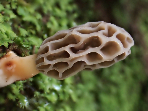 Photo 104663571, (c) Shirley Kerr, some rights reserved (CC BY-NC ...