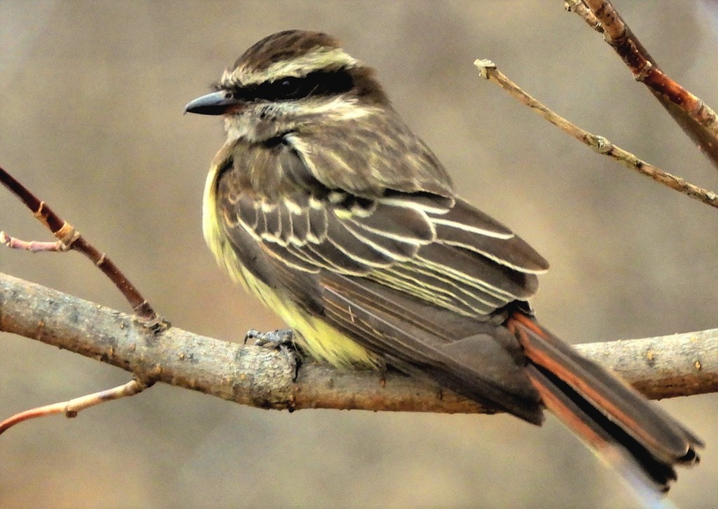 Variegated Flycatcher (Empidonomus varius) - Avian Discovery