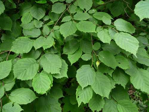 Beaked Hazelnut (Native Trees and Shrubs of Golden Gate Canyon State ...
