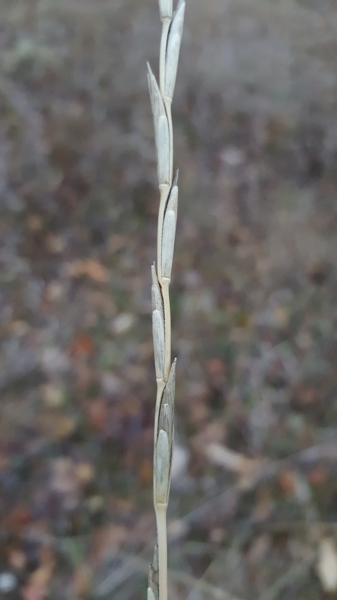 Thinopyrum intermedium subsp. intermedium