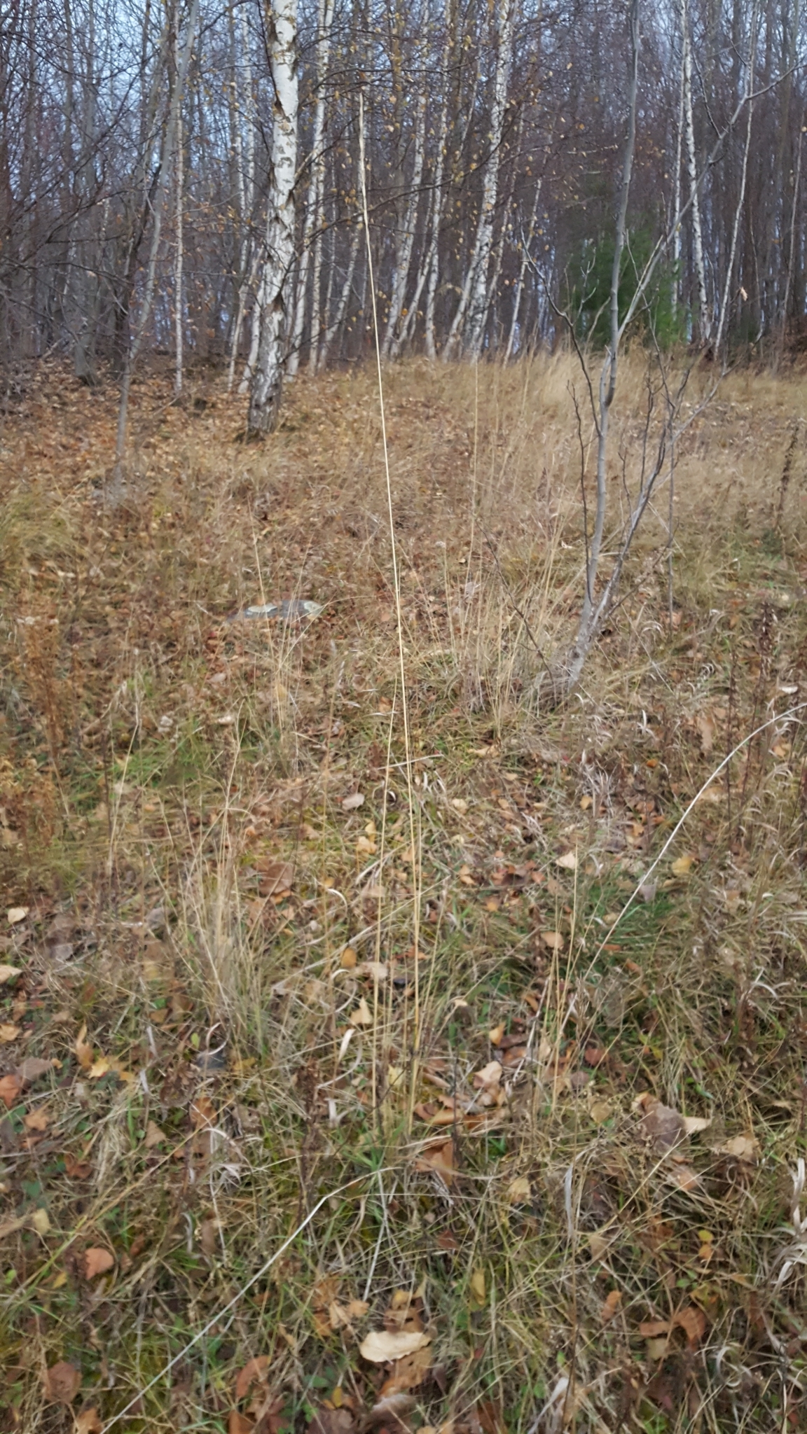 Thinopyrum intermedium subsp. intermedium