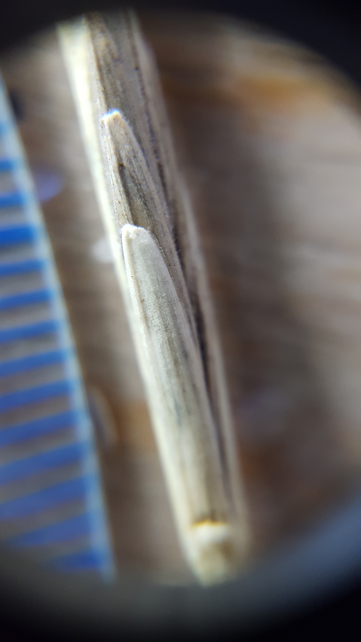 Thinopyrum intermedium subsp. intermedium