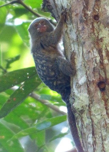 Western Pygmy Marmoset (Cebuella pygmaea) · iNaturalist