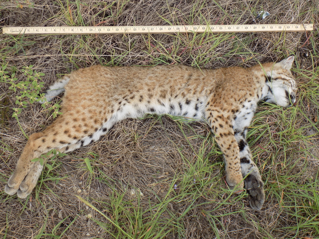Bobcat from Travis County, TX, USA on September 15, 2017 at 09:48 AM by ...