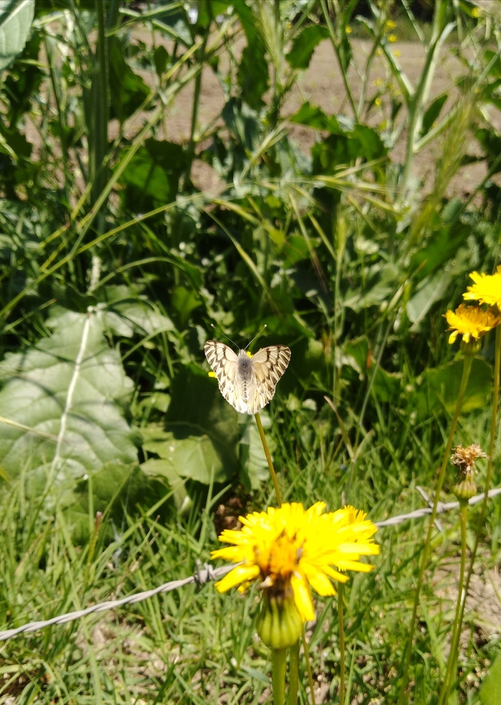 Phulia mercedis mercedis from Pirque on November 14, 2020 at 01:17 PM ...