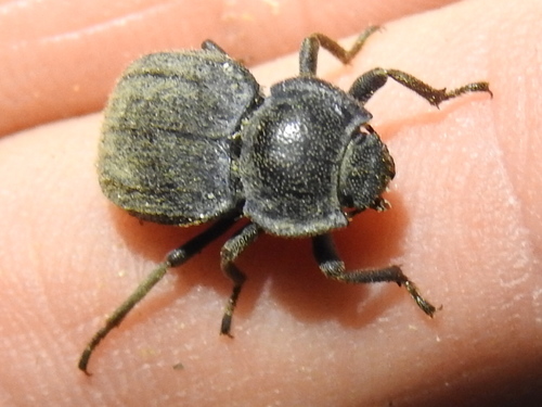 (Stenomorpha horrida)