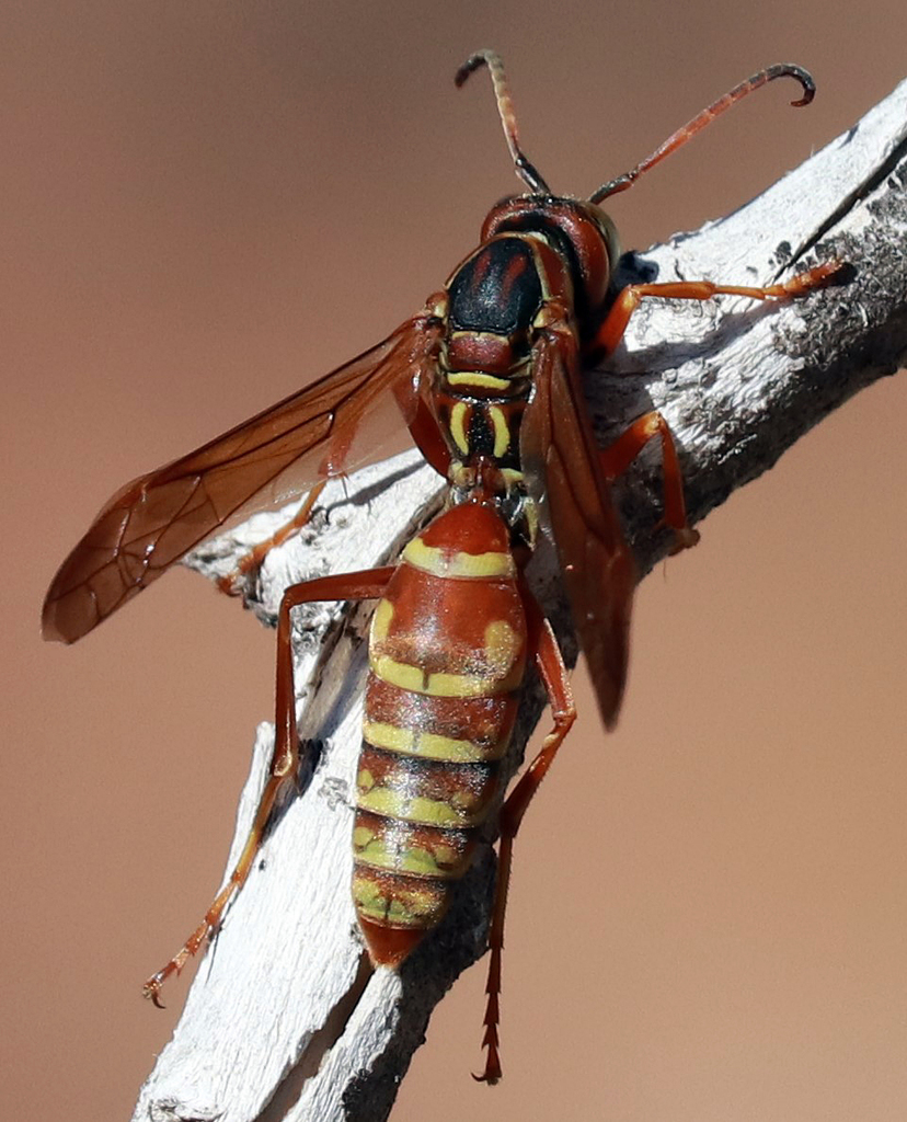 Golden Paper Wasp from Dry Creek Lake, Briscoe County, TX, USA on ...