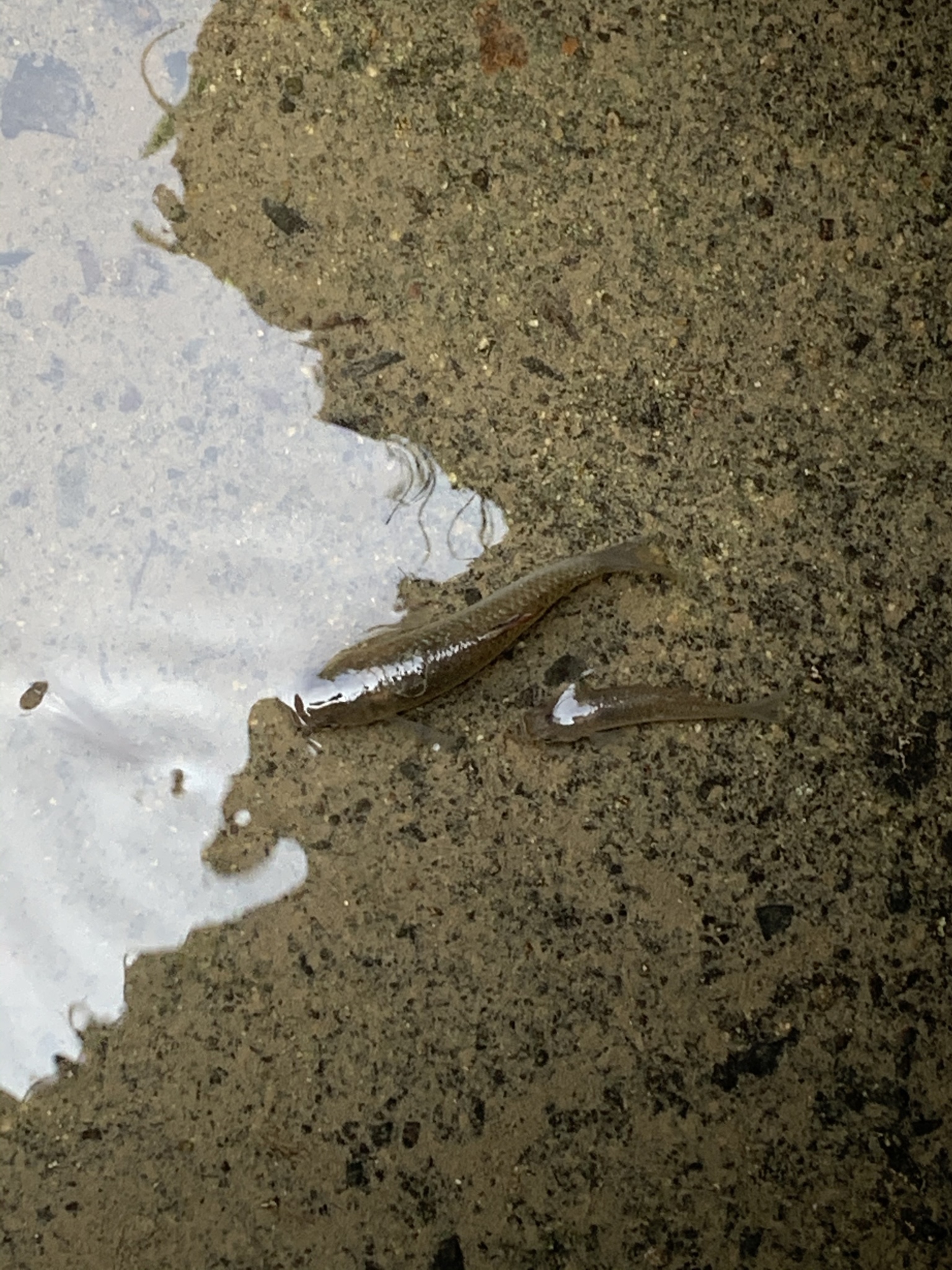 Poecilia gillii (Kner, 1863)