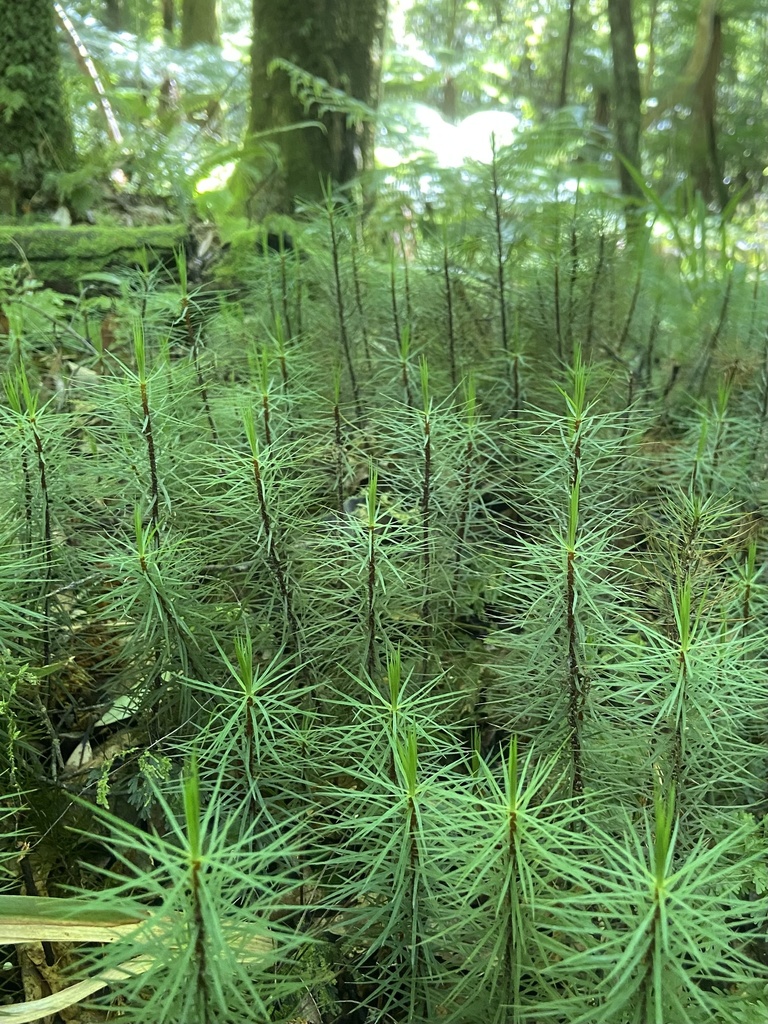 giant moss (Dawsonia superba) - Botanical Realm