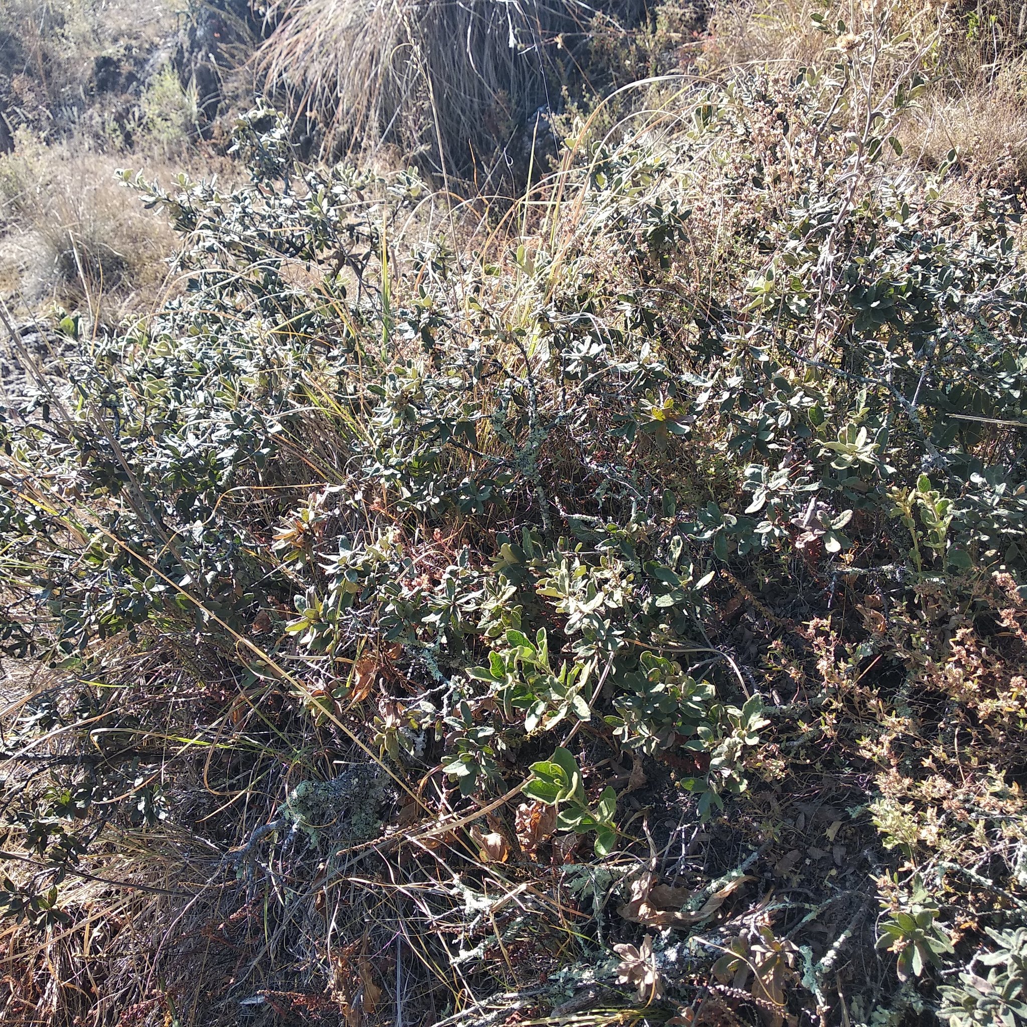 Quercus microphylla Née