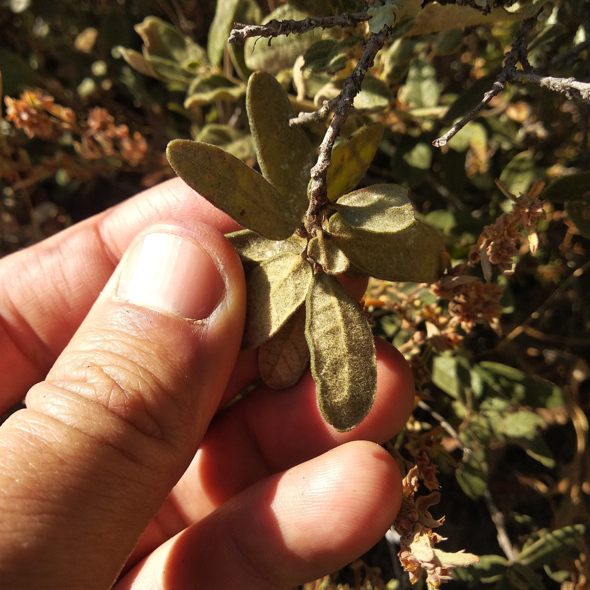 Quercus microphylla Née