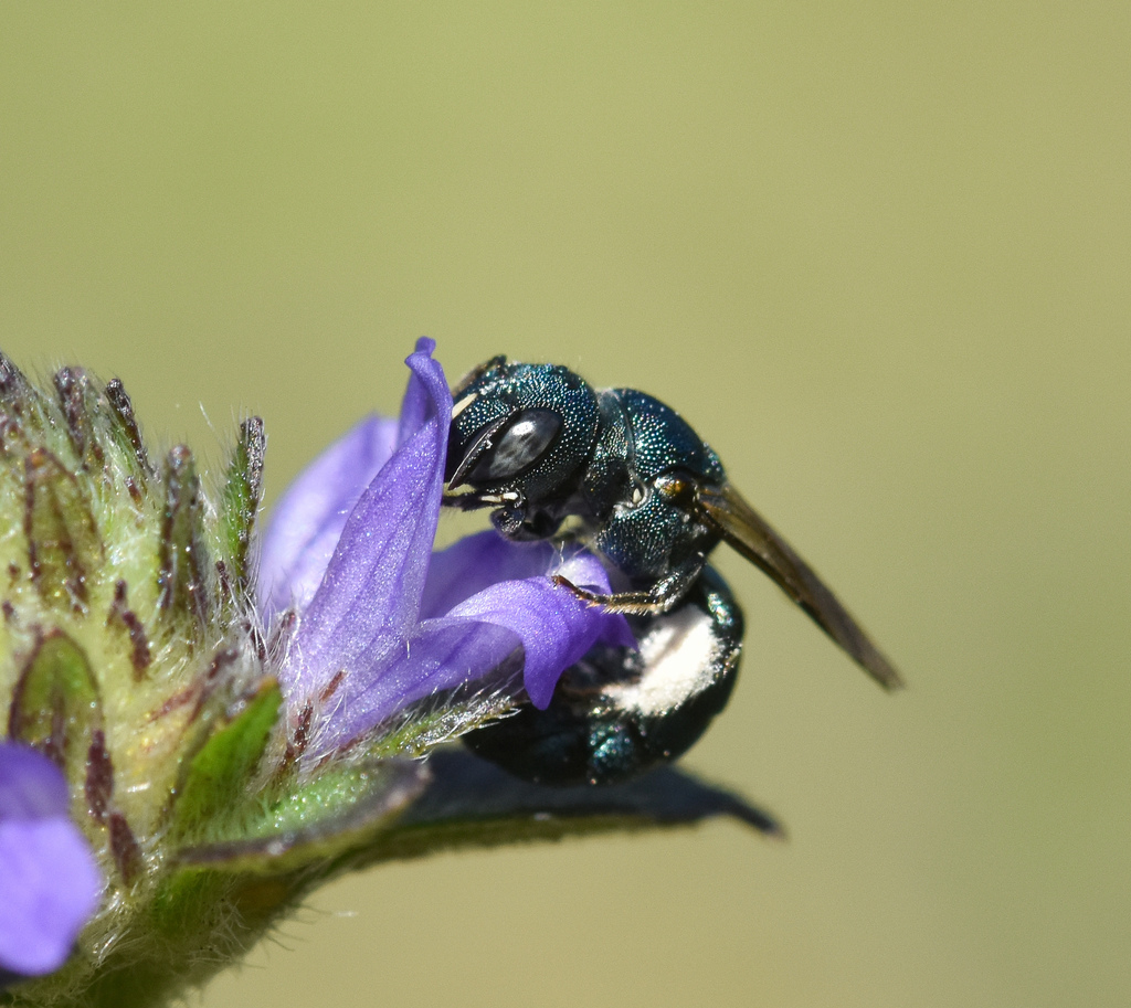 One-spotted Small Carpenter from Makunda Forest trail, Karimganj, Assam ...
