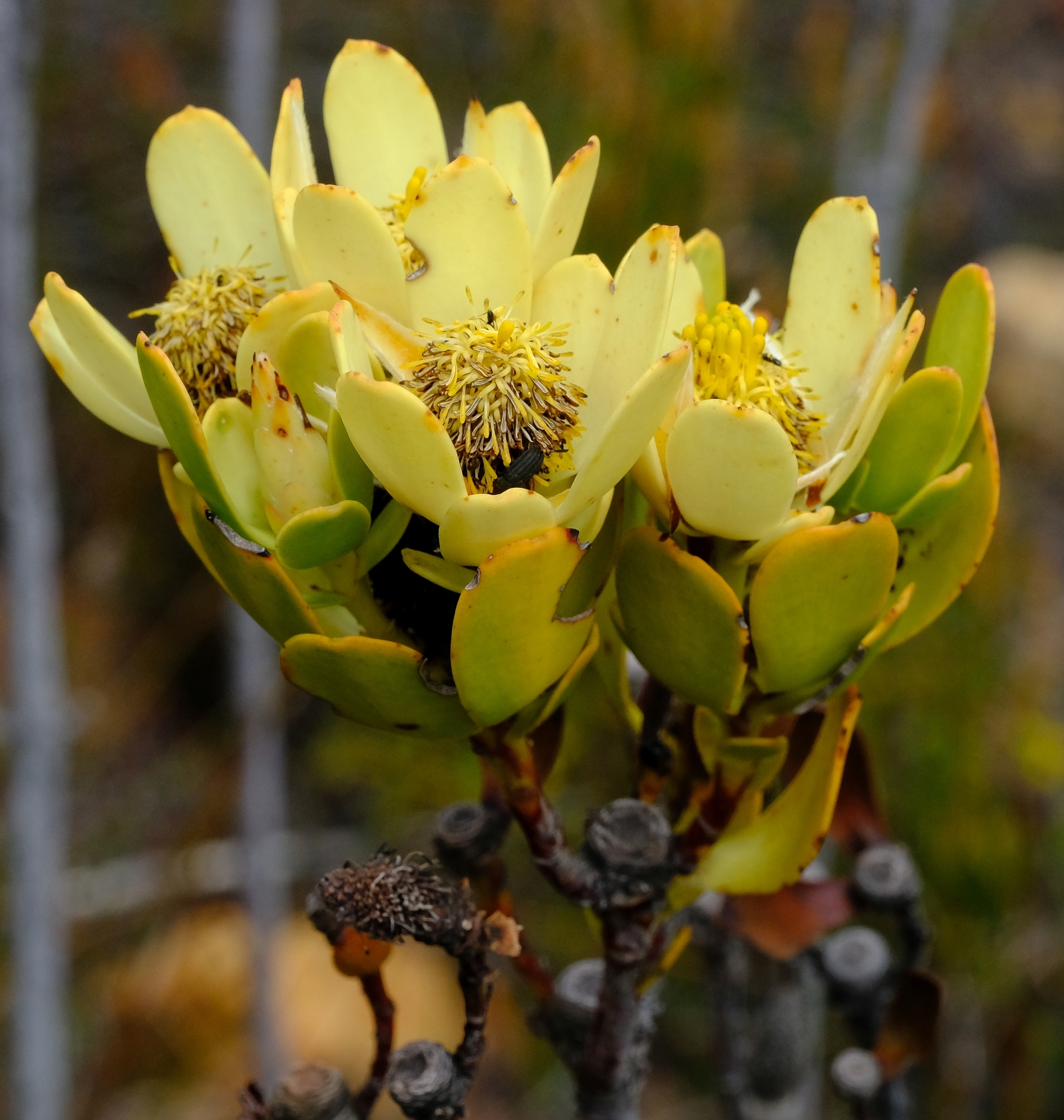Proteaceae Family Tree
