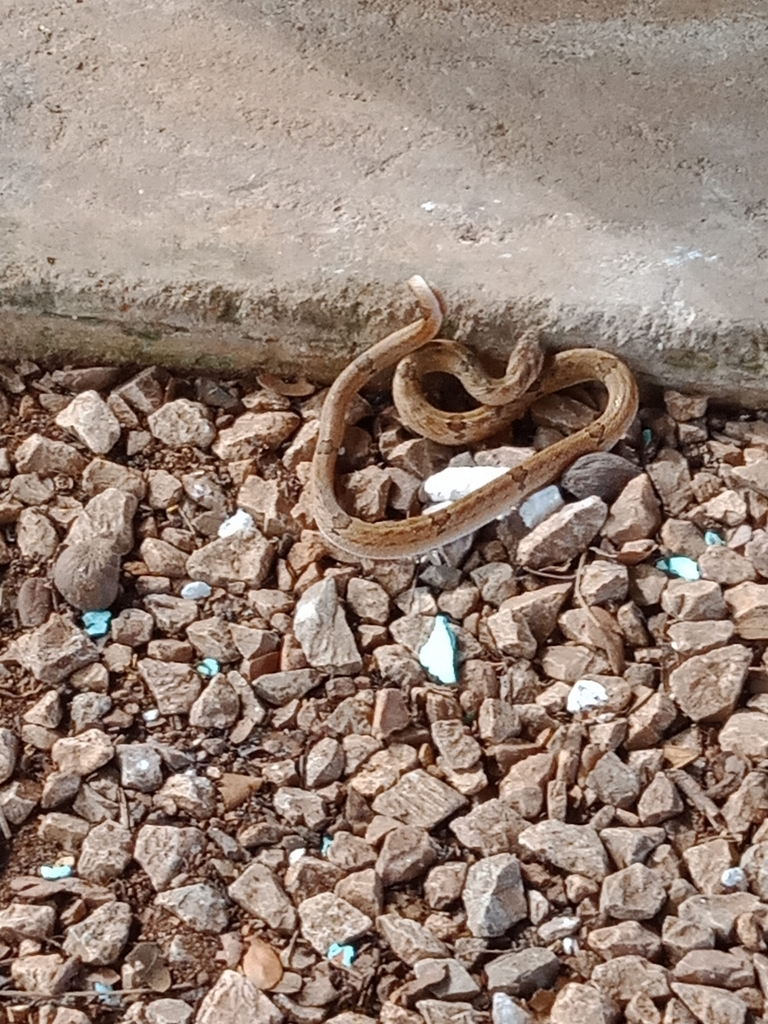 Small-banded Kukri Snake from Tambon Pa Tan on November 17, 2020 at 02: ...