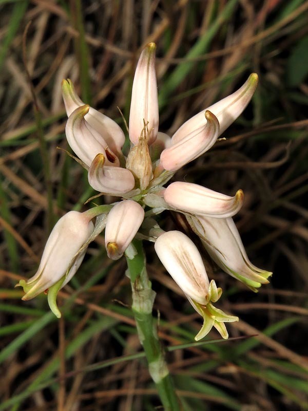 White Grass Aloe from Malolotja Nature Reserve, SE from Logwaja road ...