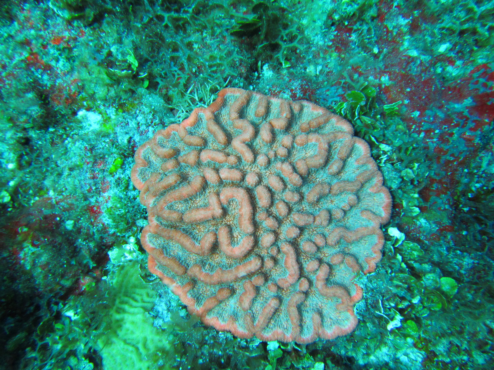 Mycetophyllia Milne Edwards & Haime, 1848