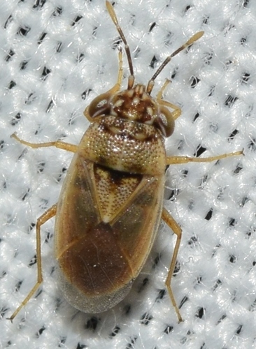 Geocoris phaeopterus · iNaturalist