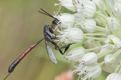 Gasteruption goberti · iNaturalist