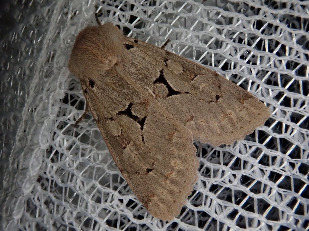 Orthosia carnipennis from 日本、〒321-2601 栃木県日光市湯西川 on May 09, 2019 at 08: ...