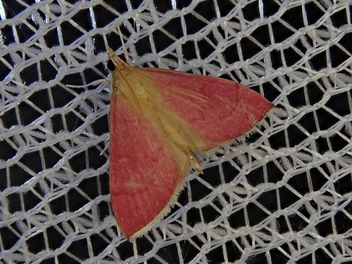 Paliga minnehaha · iNaturalist