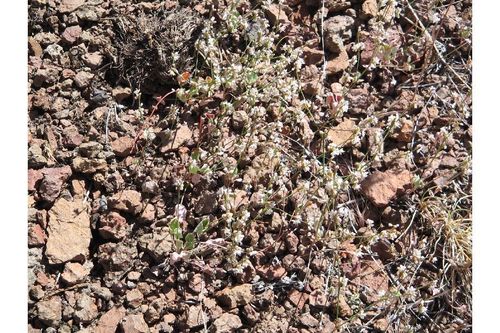 Wicker-stem Buckwheat ((Most) Wildflowers of Sagehen Creek Basin, CA ...