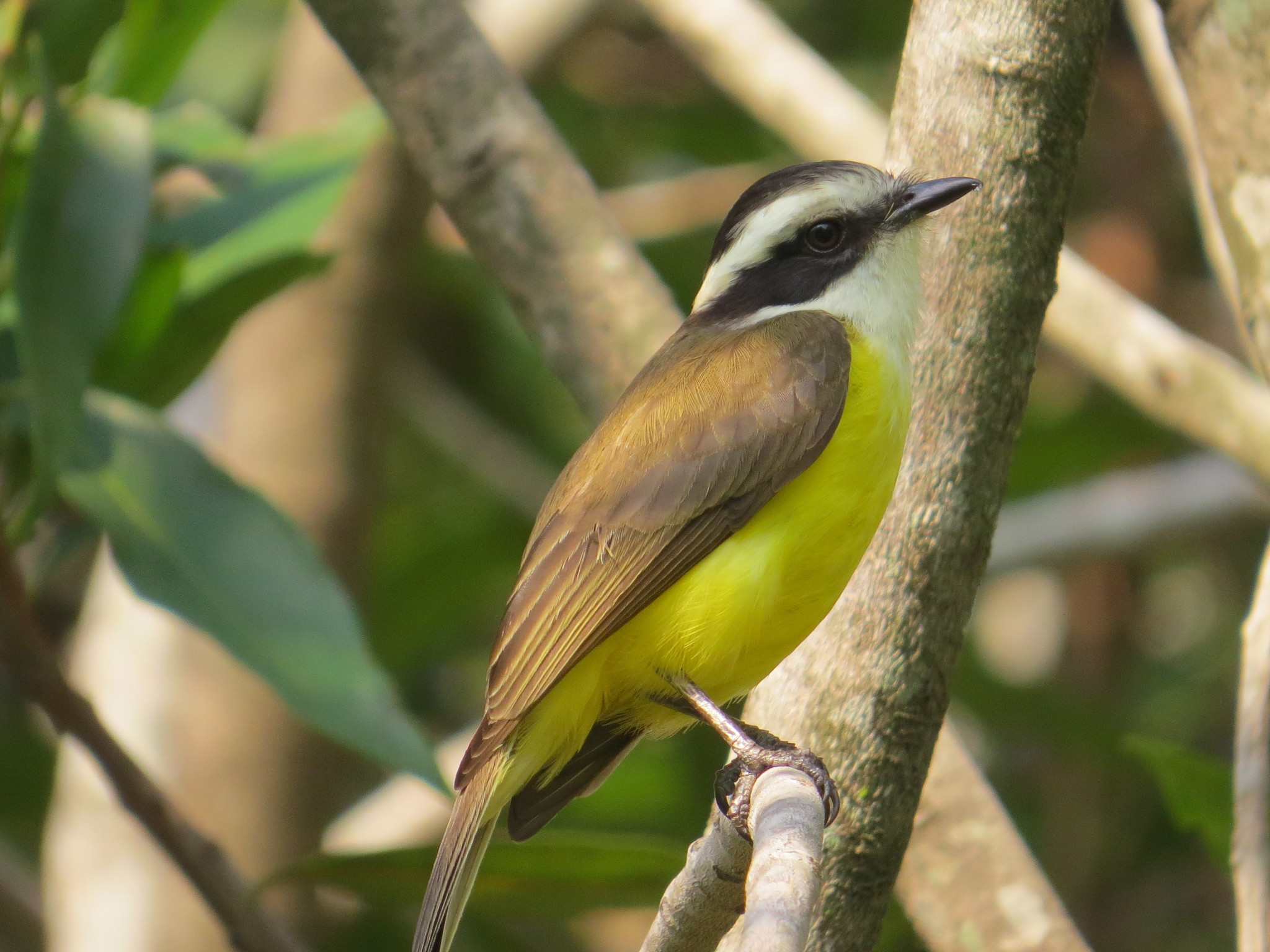 Phelpsia inornata (Lawrence, 1869)