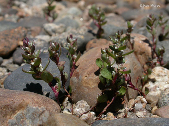 Leafy Dwarf Knotweed ((Most) Wildflowers of Sagehen Creek Basin, CA ...