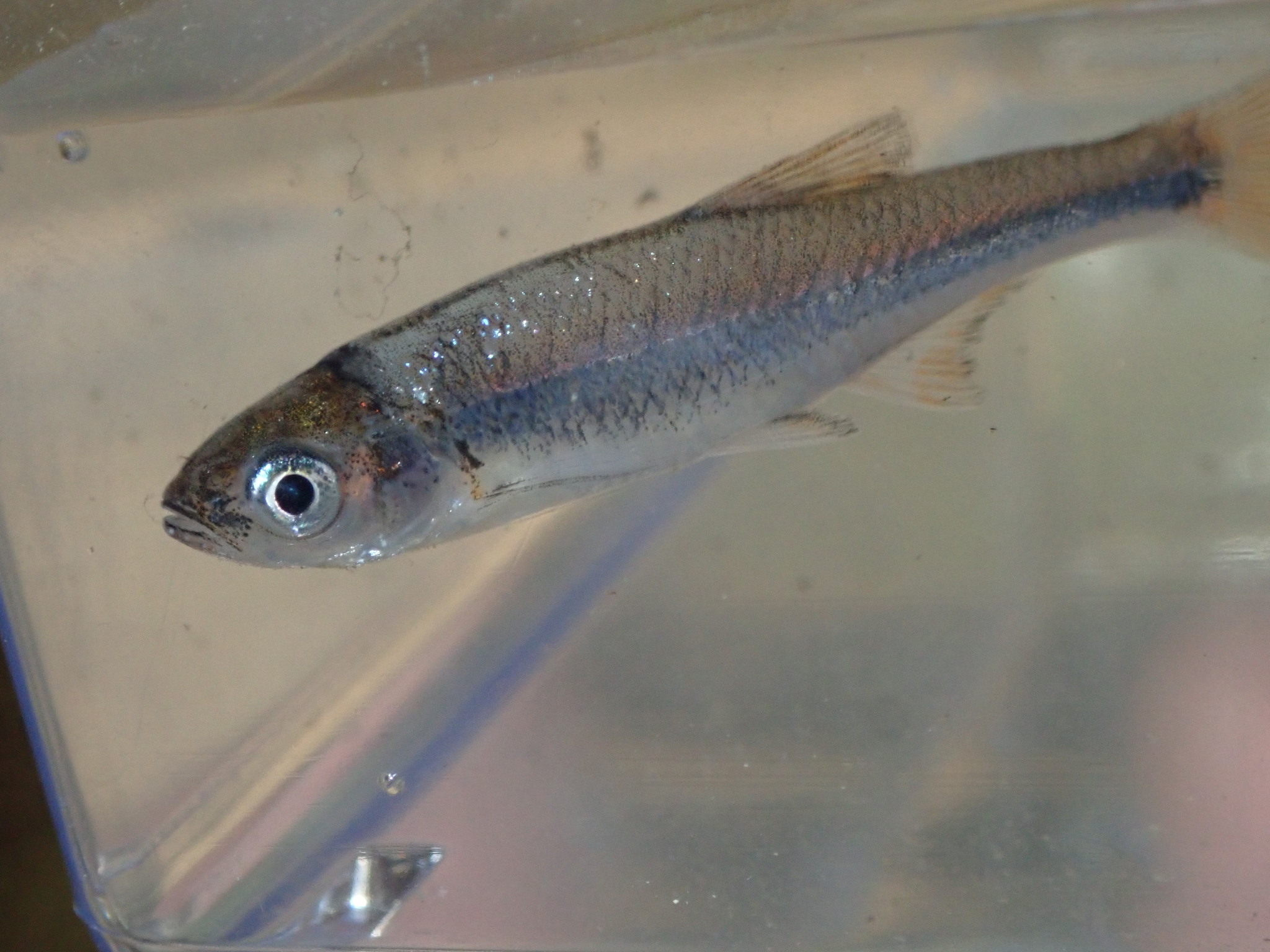 Lythrurus bellus (Hay, 1881)