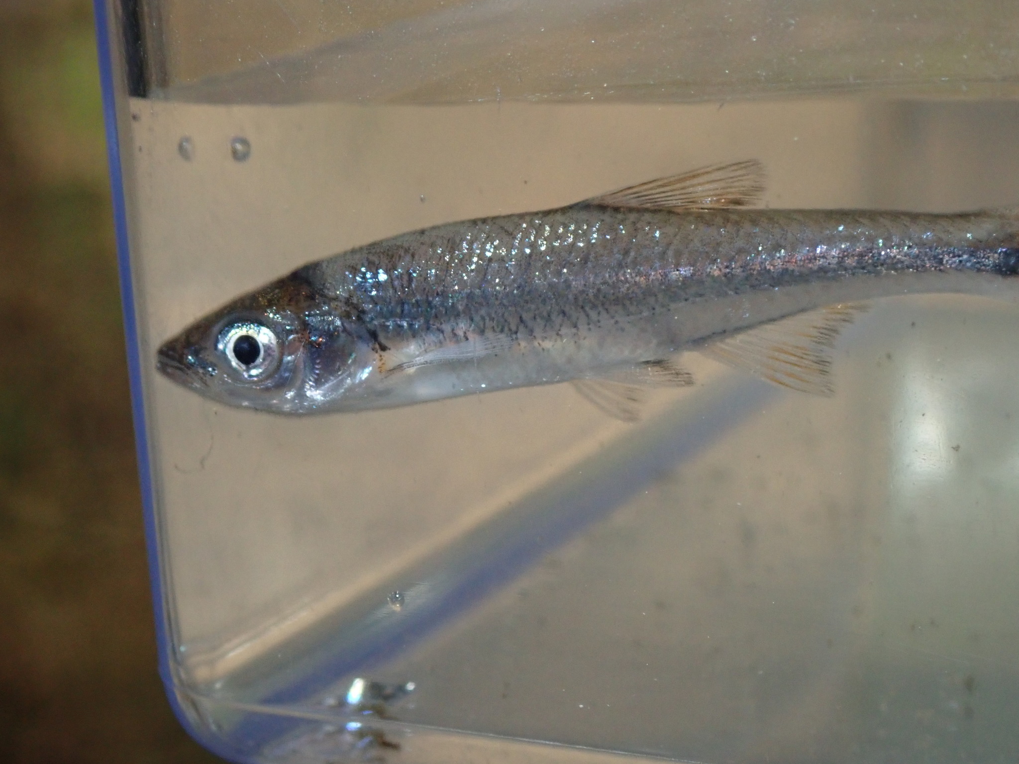 Lythrurus bellus (Hay, 1881)