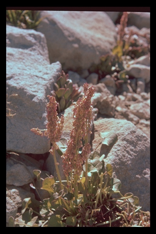 alpine sheep sorrel ((Most) Wildflowers of Sagehen Creek Basin, CA ...