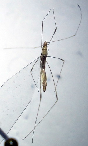 Metacanthus lineatus · iNaturalist