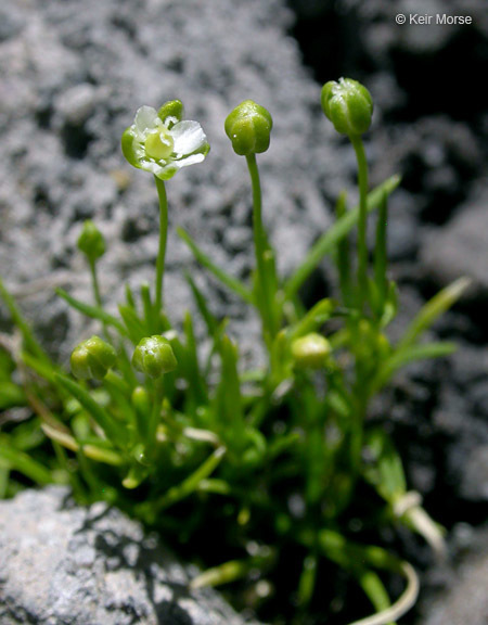 arctic pearlwort ((Most) Wildflowers of Sagehen Creek Basin, CA ...