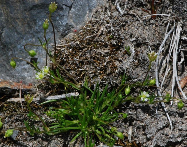 arctic pearlwort ((Most) Wildflowers of Sagehen Creek Basin, CA ...