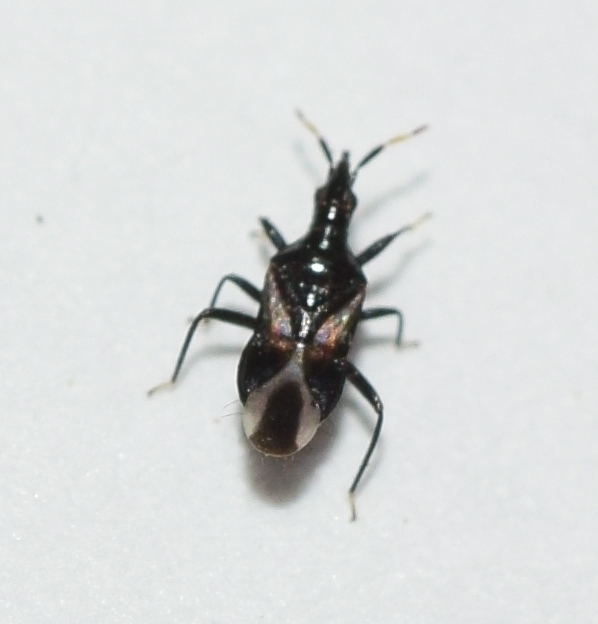 Montandoniola moraguesi (Madeira True Bugs) · iNaturalist