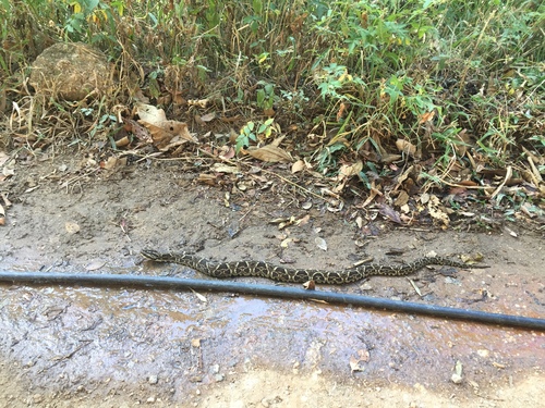 Fonseca's Lancehead (Bothrops fonsecai) - Snakes and Lizards