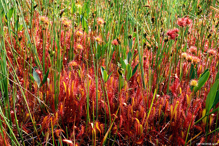 Great Sundew (Wolf Creek BioBlitz) · iNaturalist