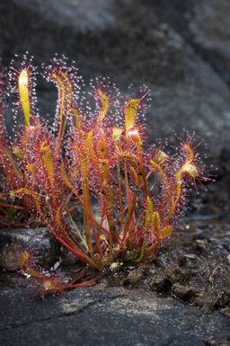 Great Sundew (Wolf Creek BioBlitz) · iNaturalist