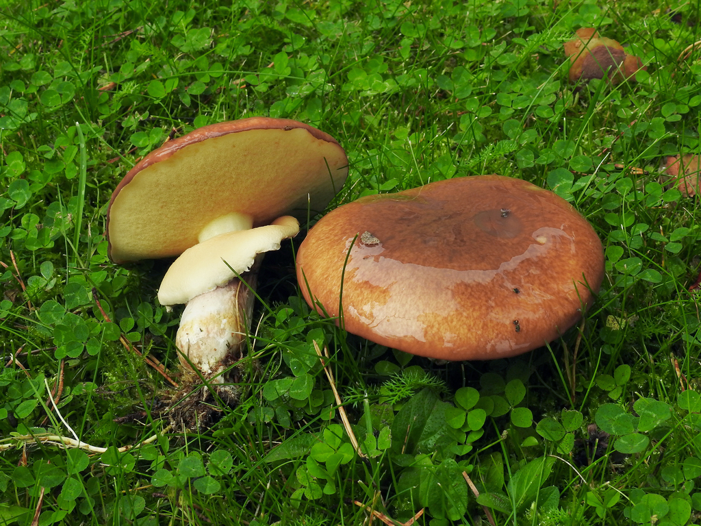 Suillus luteus (Burgos Biodiverso) · BioDiversity4All