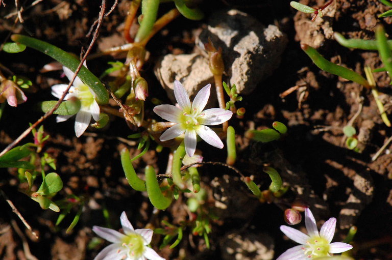 Three-leaf Bitterroot ((Most) Wildflowers of Sagehen Creek Basin, CA ...