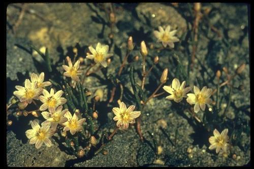 Three-leaf Bitterroot ((Most) Wildflowers of Sagehen Creek Basin, CA ...
