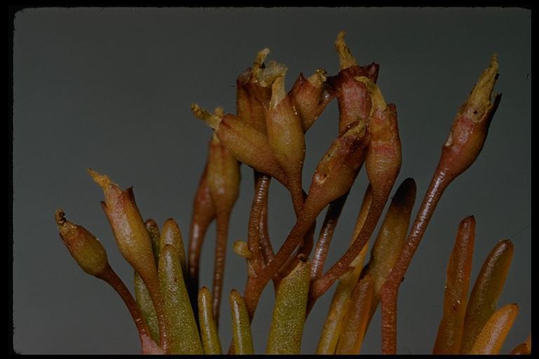 Three-leaf Bitterroot ((Most) Wildflowers of Sagehen Creek Basin, CA ...