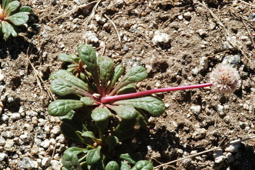 Mt. Hood Umbellate Pussy-paws ((Most) Wildflowers of Sagehen Creek ...