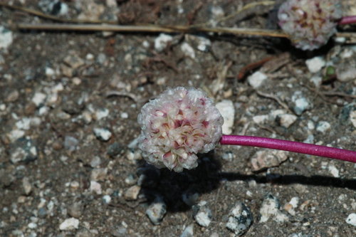Mt. Hood Umbellate Pussy-paws ((Most) Wildflowers of Sagehen Creek ...