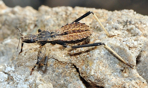 Oncocephalus gularis · iNaturalist