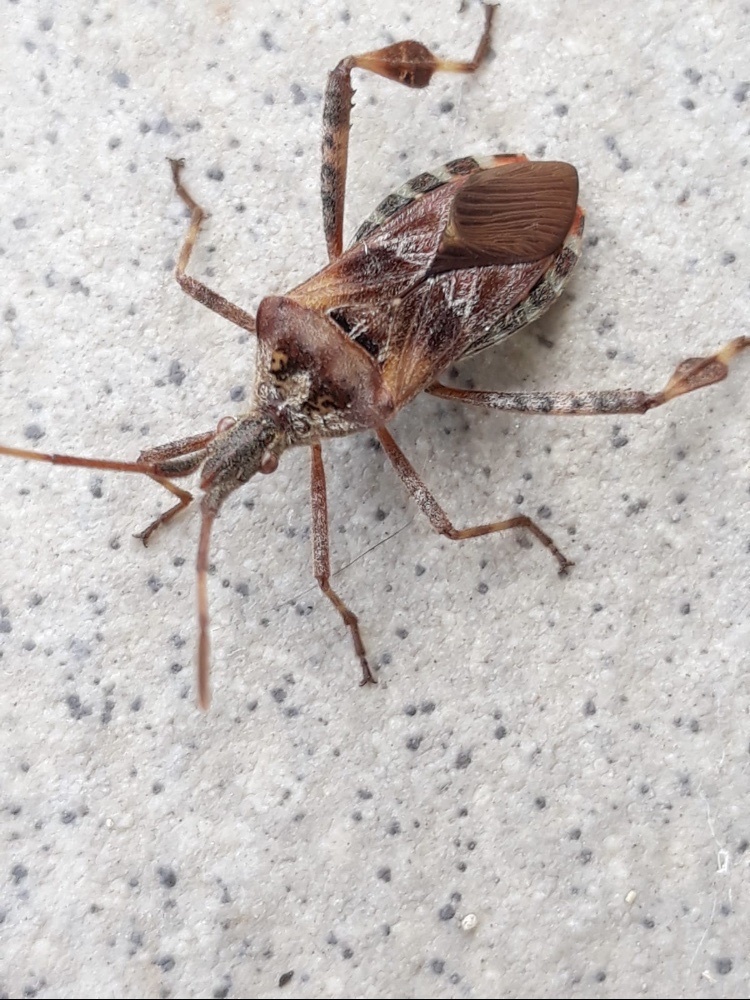 Western Conifer Seed Bug from Stará Cesta, Praha, Hlavní město Praha ...