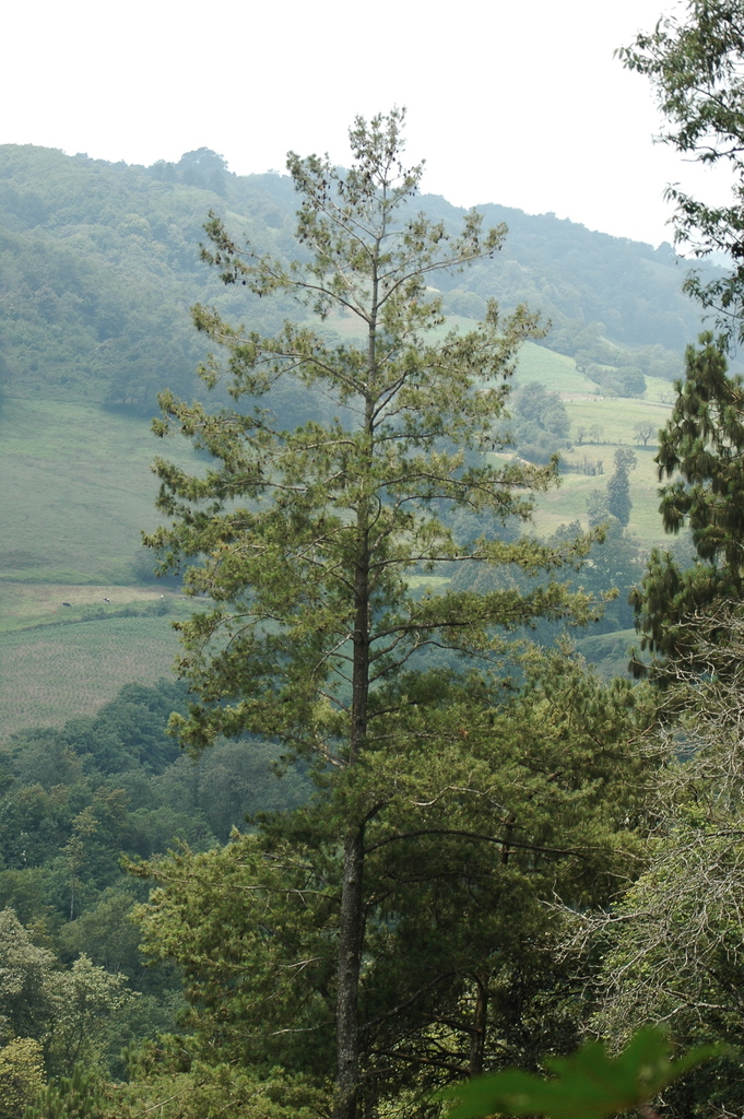 Bosques de Pino-Encino Centroamericanos – III – Pangea